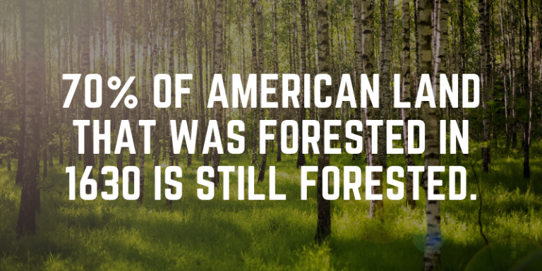 What Can I Do With a Forestry Degree? - DegreeQuery.com