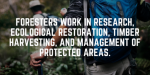 What Can I Do With a Forestry Degree? - DegreeQuery.com