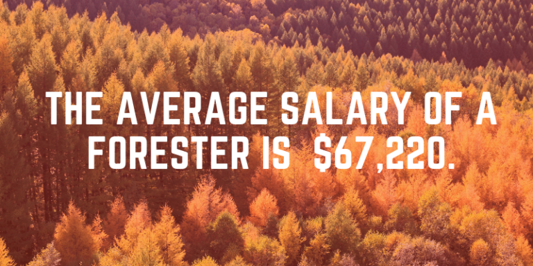 What Can I Do With a Forestry Degree? - DegreeQuery.com