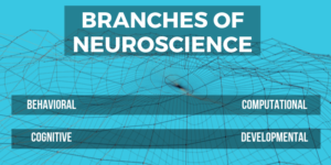 What Can I Do With a Neuroscience Degree? - DegreeQuery.com