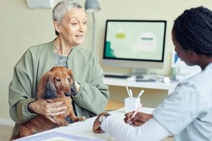 How to Become a Veterinarian: What Major Do You Need to Be a Vet ...